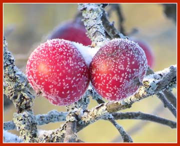 Cogli la prima mela… – Tra Italia e Finlandia