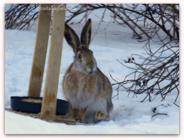 Il posto delle lepri. – Tra Italia e Finlandia