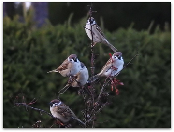 Passerotti. – Tra Italia e Finlandia