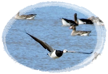 Ciao, Doris. – Tra Italia e Finlandia